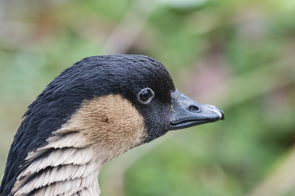 Nene Goose Animals The Hawaiian Nene Goose Haleakala Crater