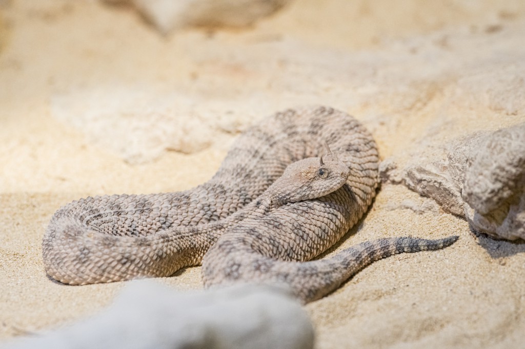 Arabian Horned Viper Desert Horned Viper Emerging From Sand By Mark