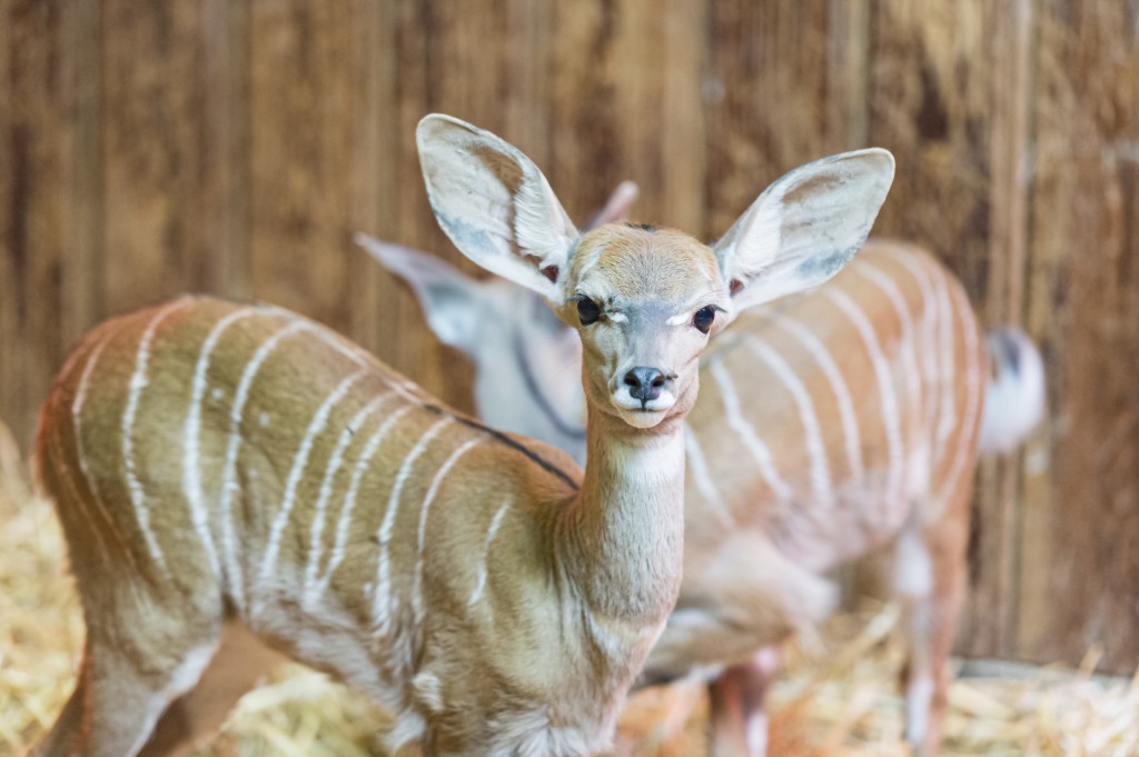 Lesser Kudu Baby