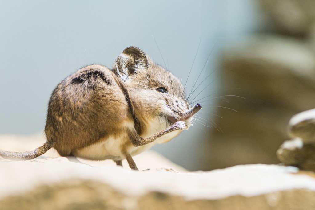 Elephant Shrew Eating