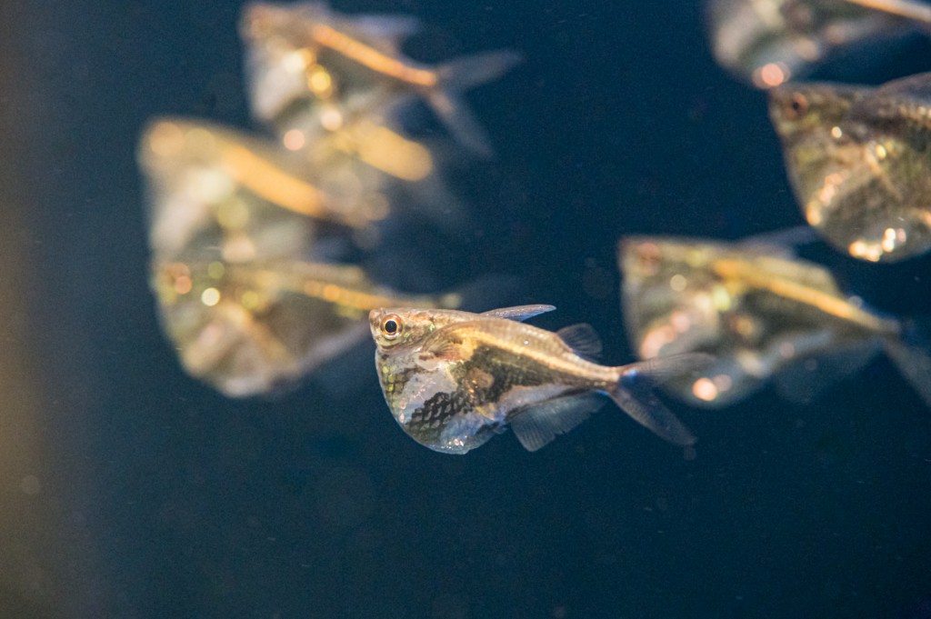 Freshwater Hatchetfish