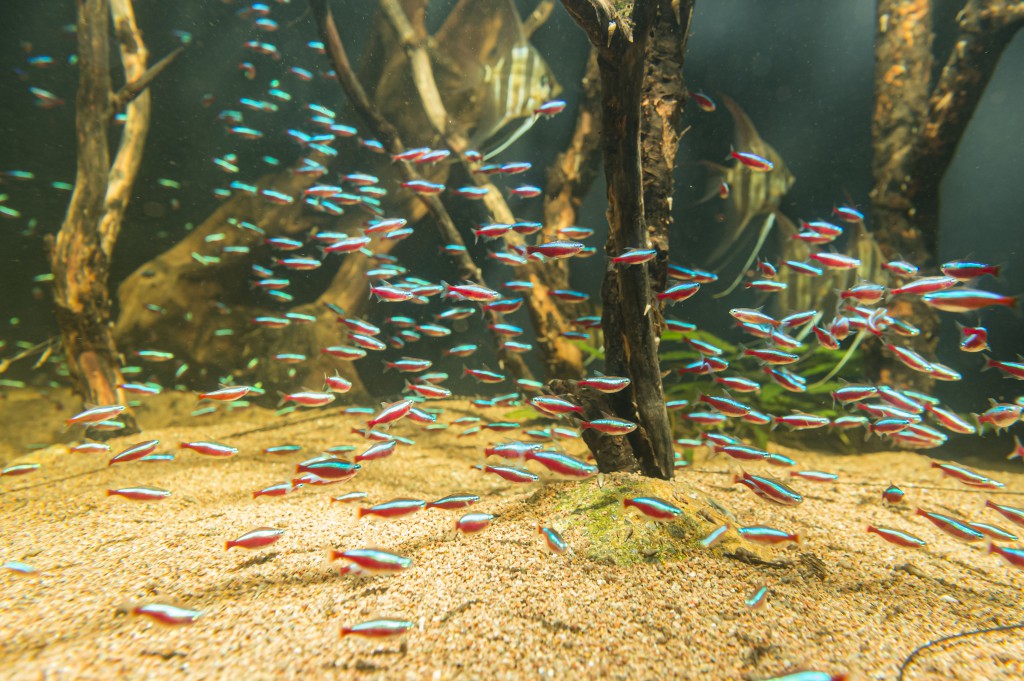 Neon Tetra School 130 Green Neon Tetras! Great Schooling Nano Fish For