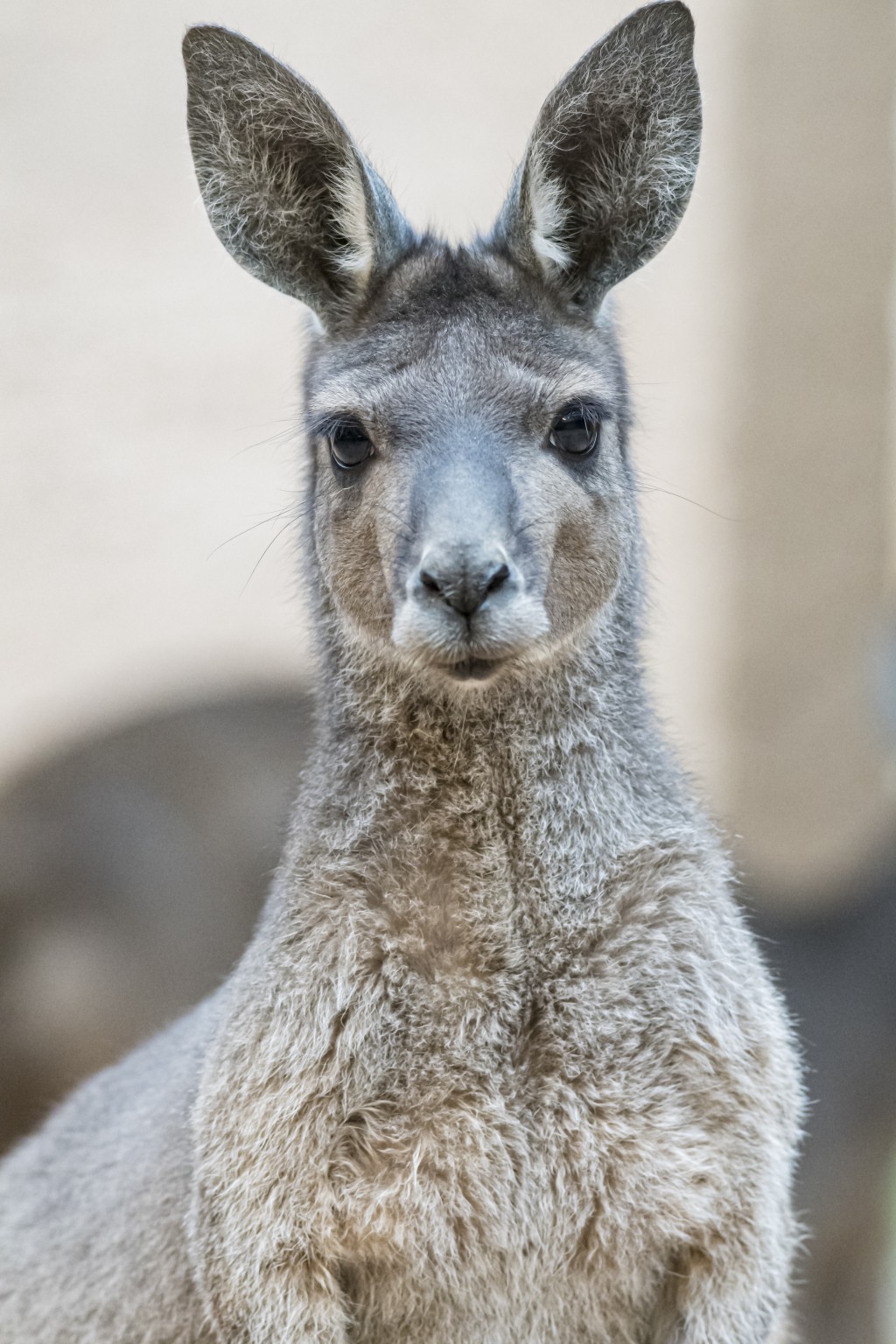 Kangaroo Gestation Period