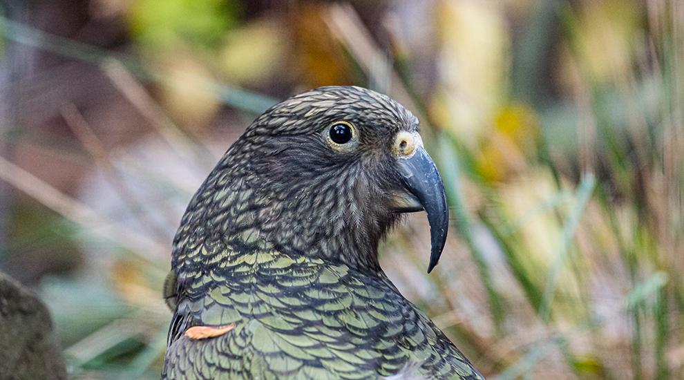 Kea