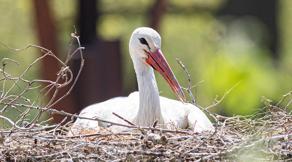 European white stork